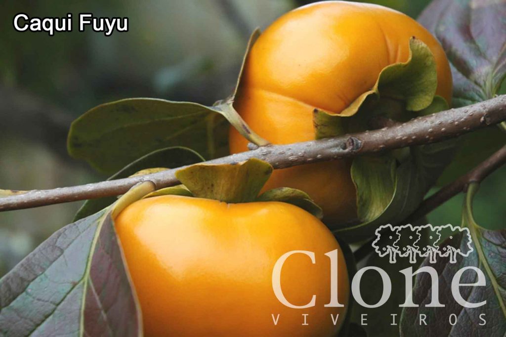 Mudas de Caqui — Clone Viveiros